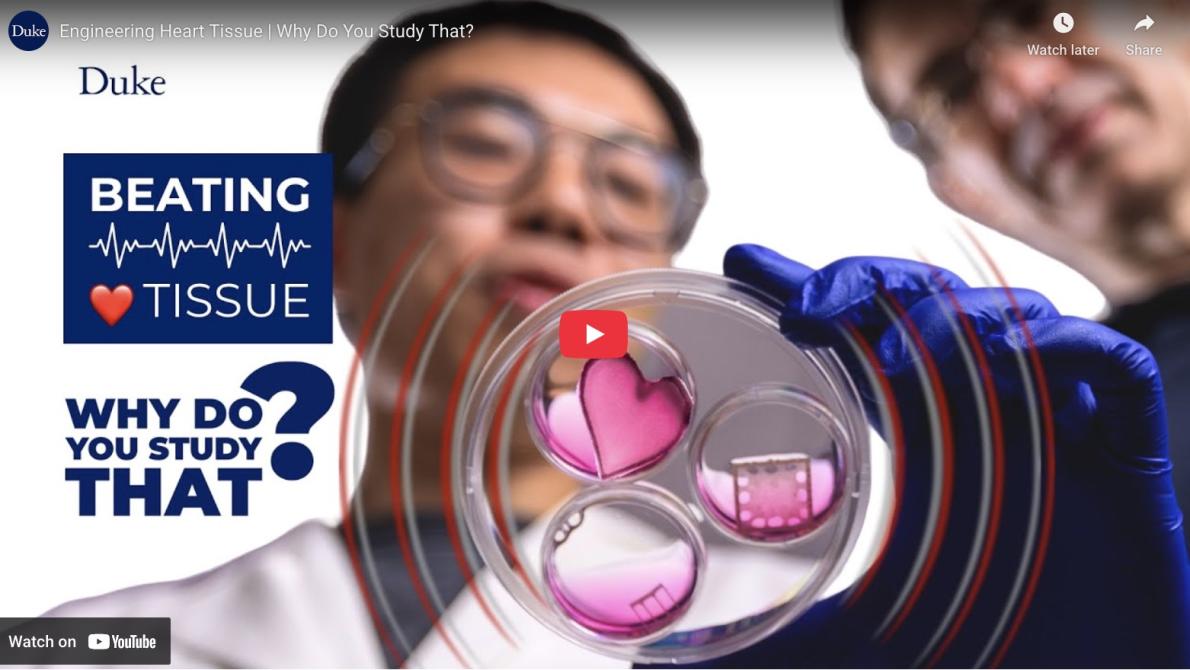 How to heal a broken heart | Duke University School of Medicine