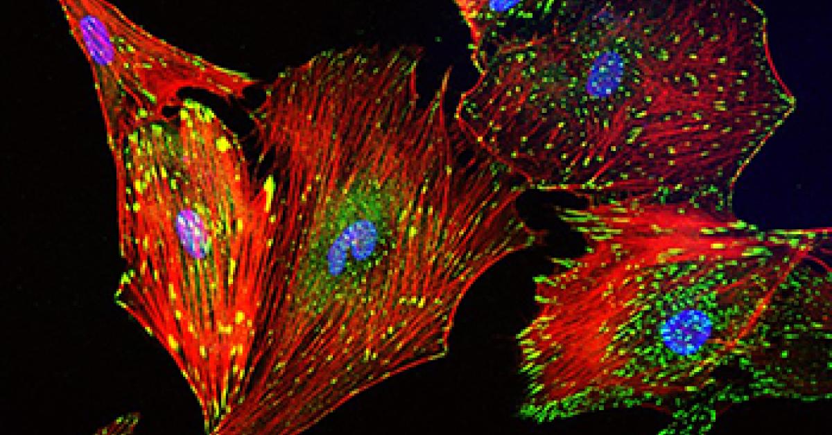 From Bench to Bedside | Duke University School of Medicine