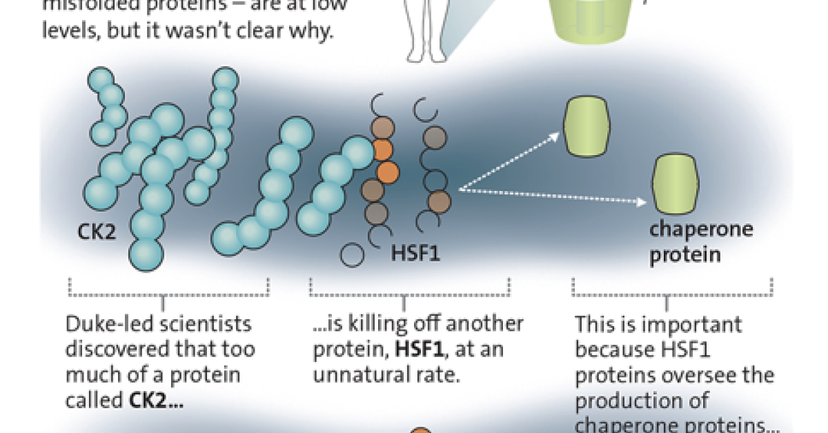Cellular Quality Control Process Could be Huntington’s Disease Drug ...